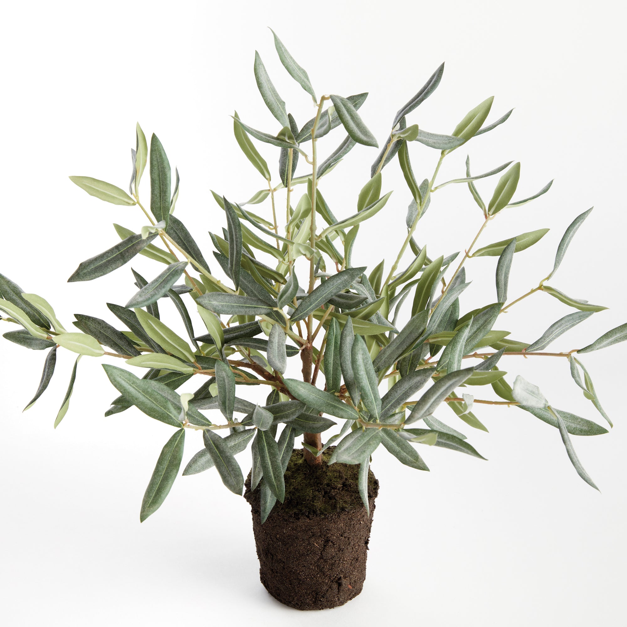 Evergreen Olive Tree Drop-in 17.5" – Gorgeous Living